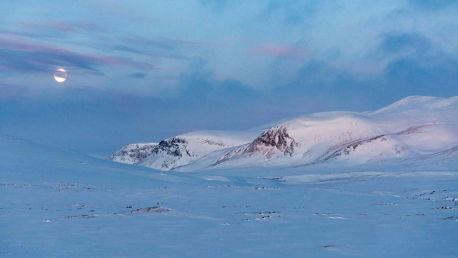 Arctic Sentinels: Muskoxen Unveil Climate Change Realities - Nature TTL