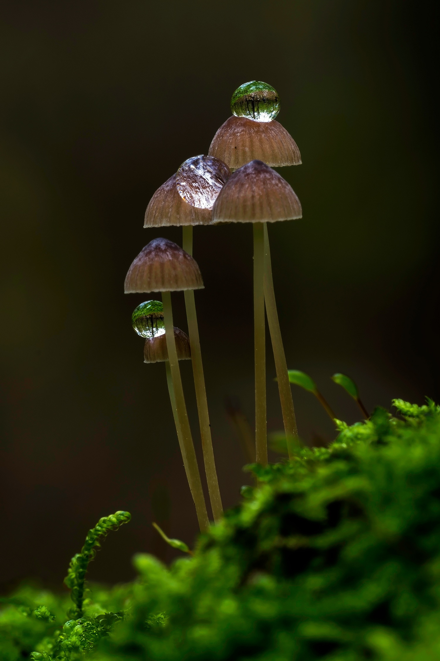 Weekly Photography Assignment: Wildlife Portraits - Nature TTL