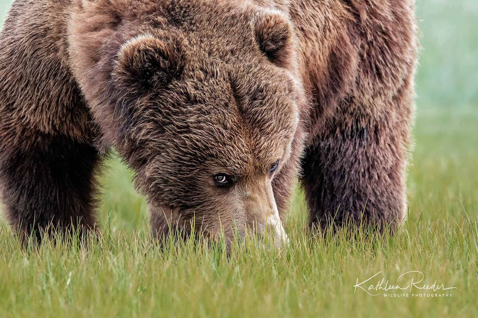 How to Dodge and Burn Wildlife Photos - Nature TTL