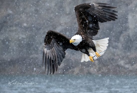 How to Dodge and Burn Wildlife Photos - Nature TTL