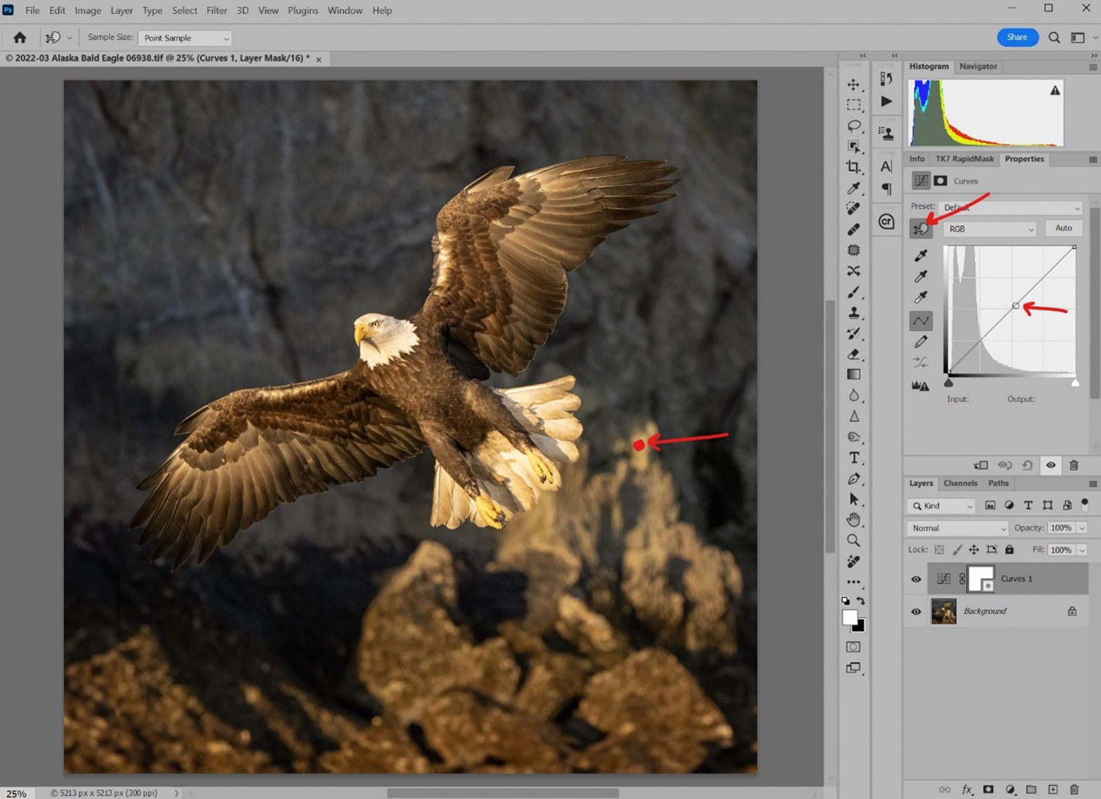 How to Dodge and Burn Wildlife Photos - Nature TTL