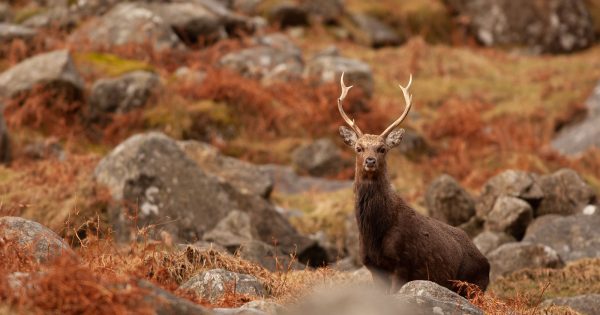 Ireland Wildlife Photography Guide: Explore These 7 Unmissable ...