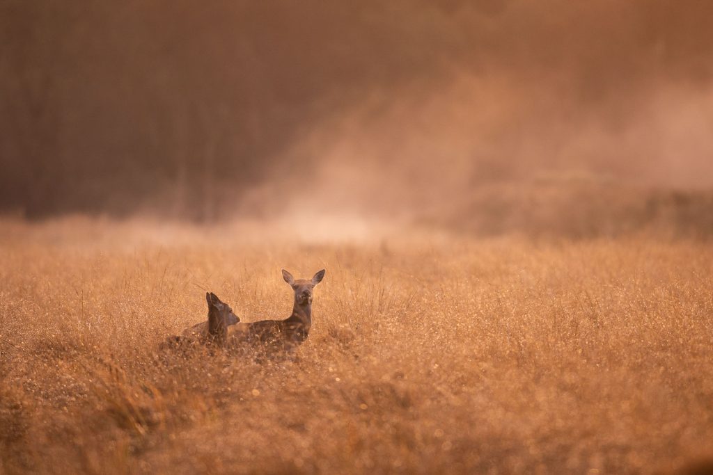 Ireland Wildlife Photography Guide: Explore These 7 Unmissable ...
