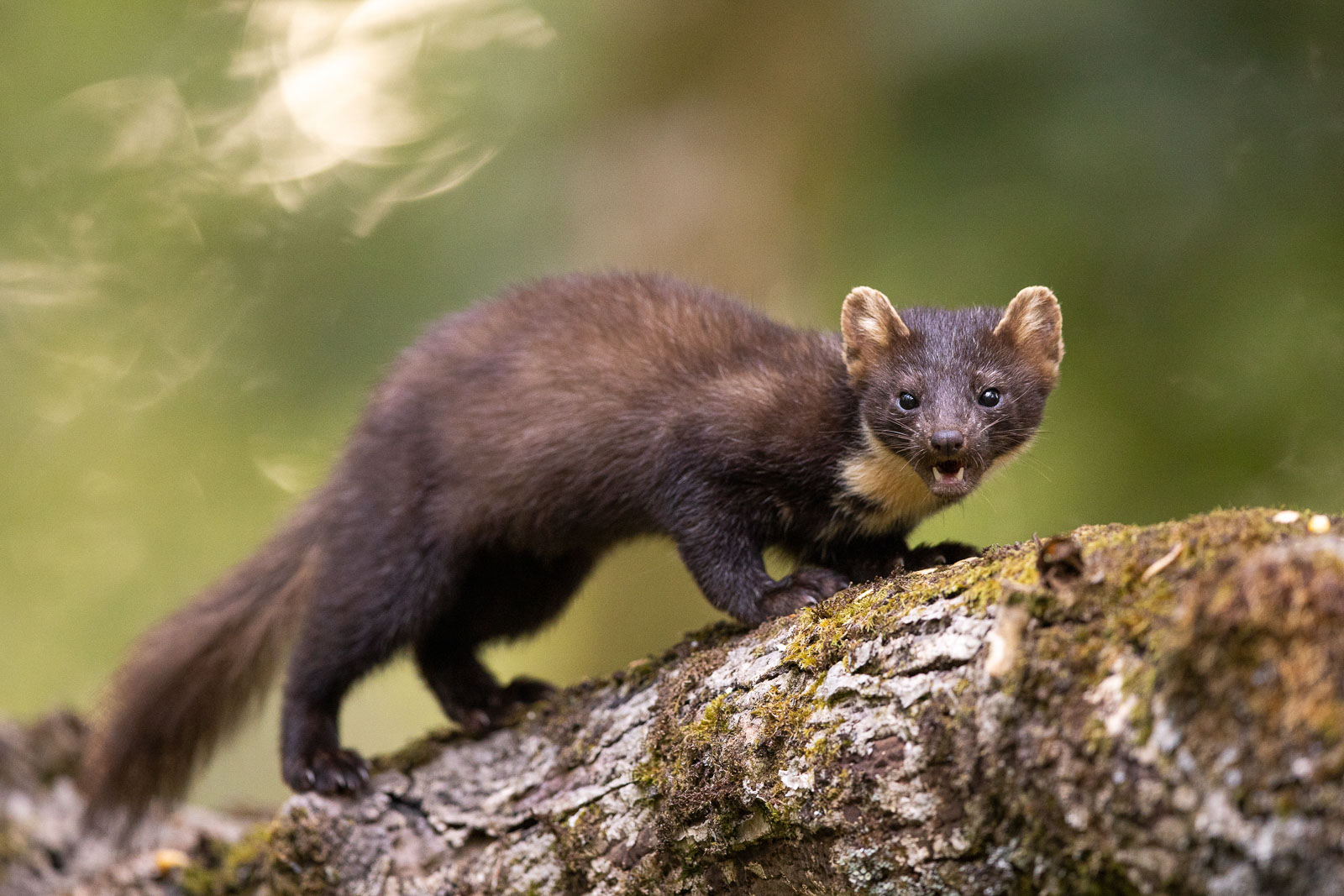 Ireland Wildlife Photography Guide: Explore These 7 Unmissable ...