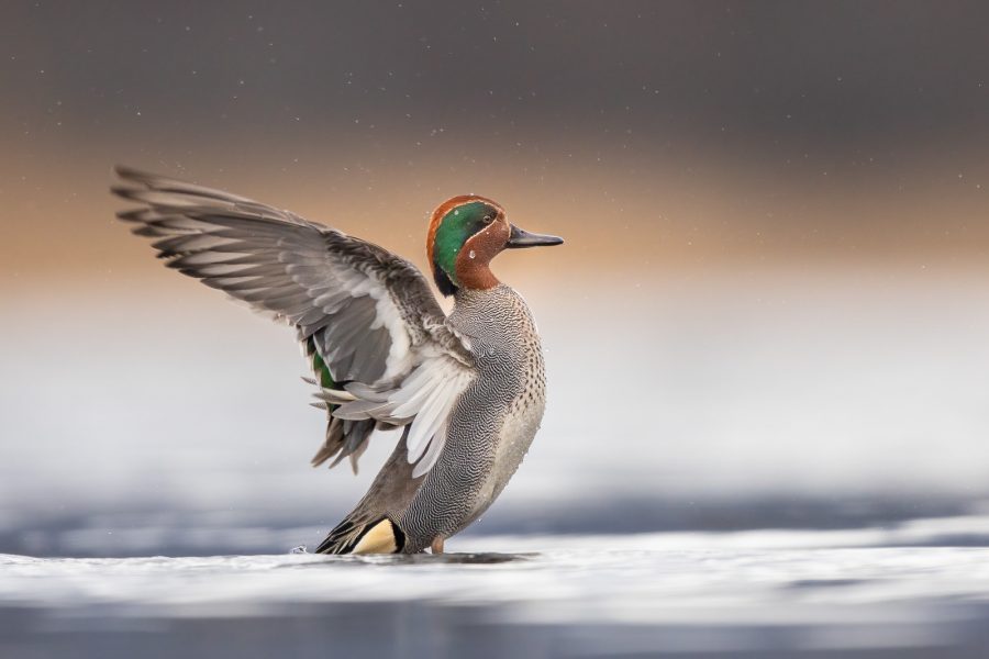 Ireland Wildlife Photography Guide: Explore These 7 Unmissable ...