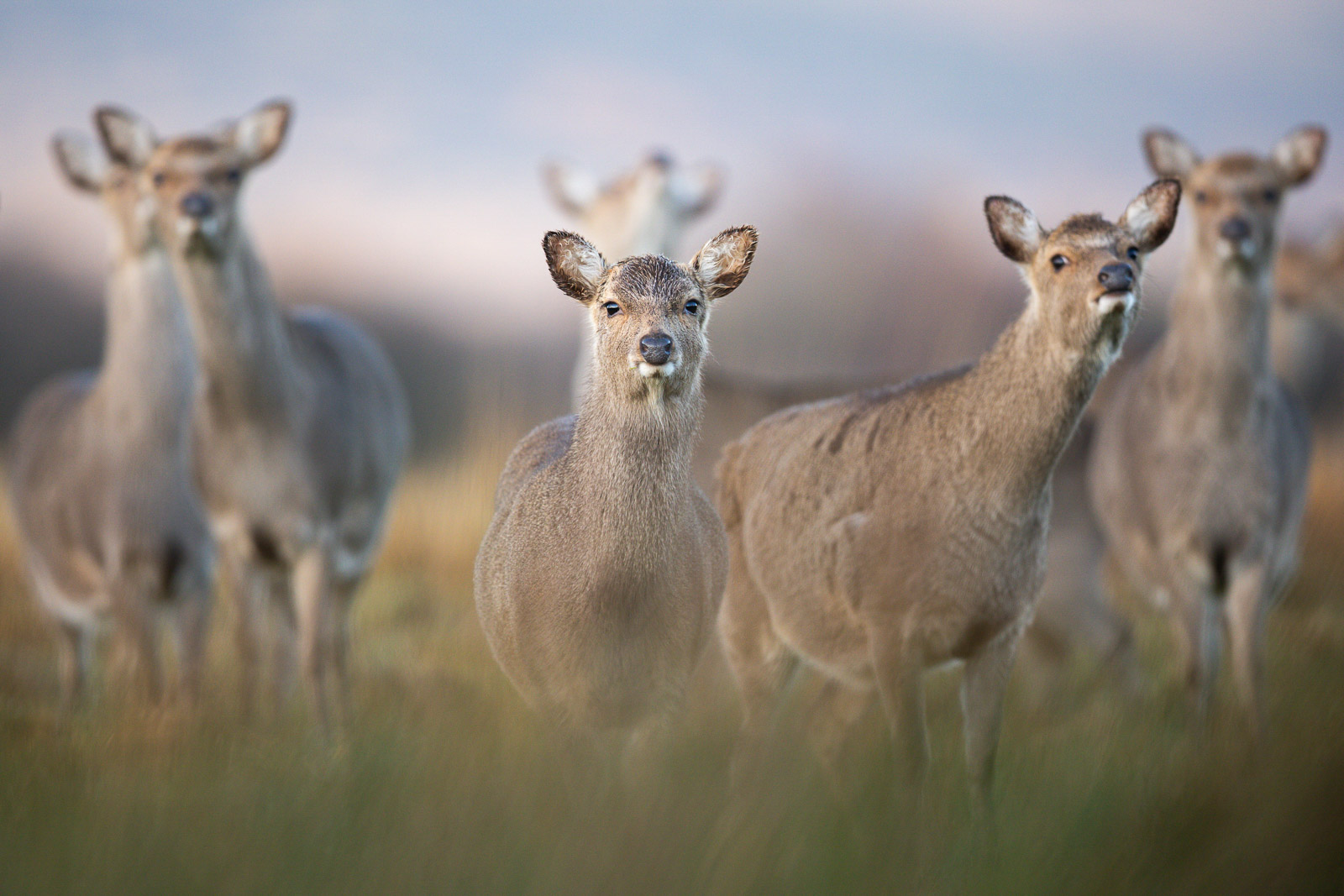 Ireland Wildlife Photography Guide: Explore These 7 Unmissable ...