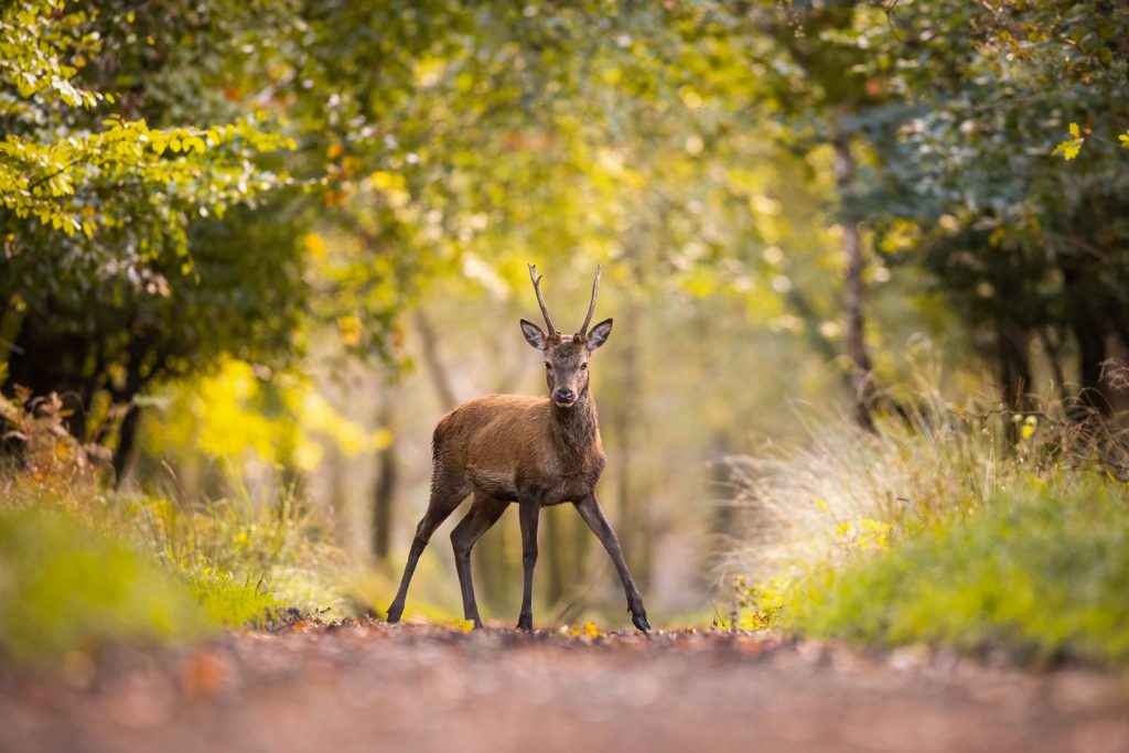 Ireland Wildlife Photography Guide: Explore These 7 Unmissable ...