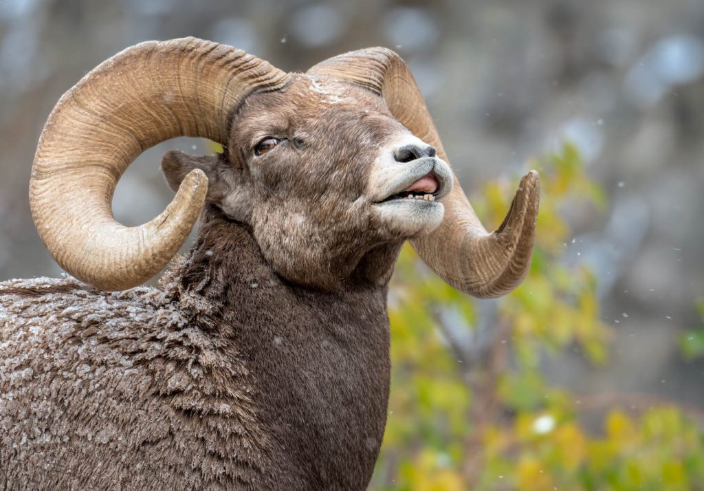 Wildlife Photography: Understanding Animal Behaviour for Better Images ...