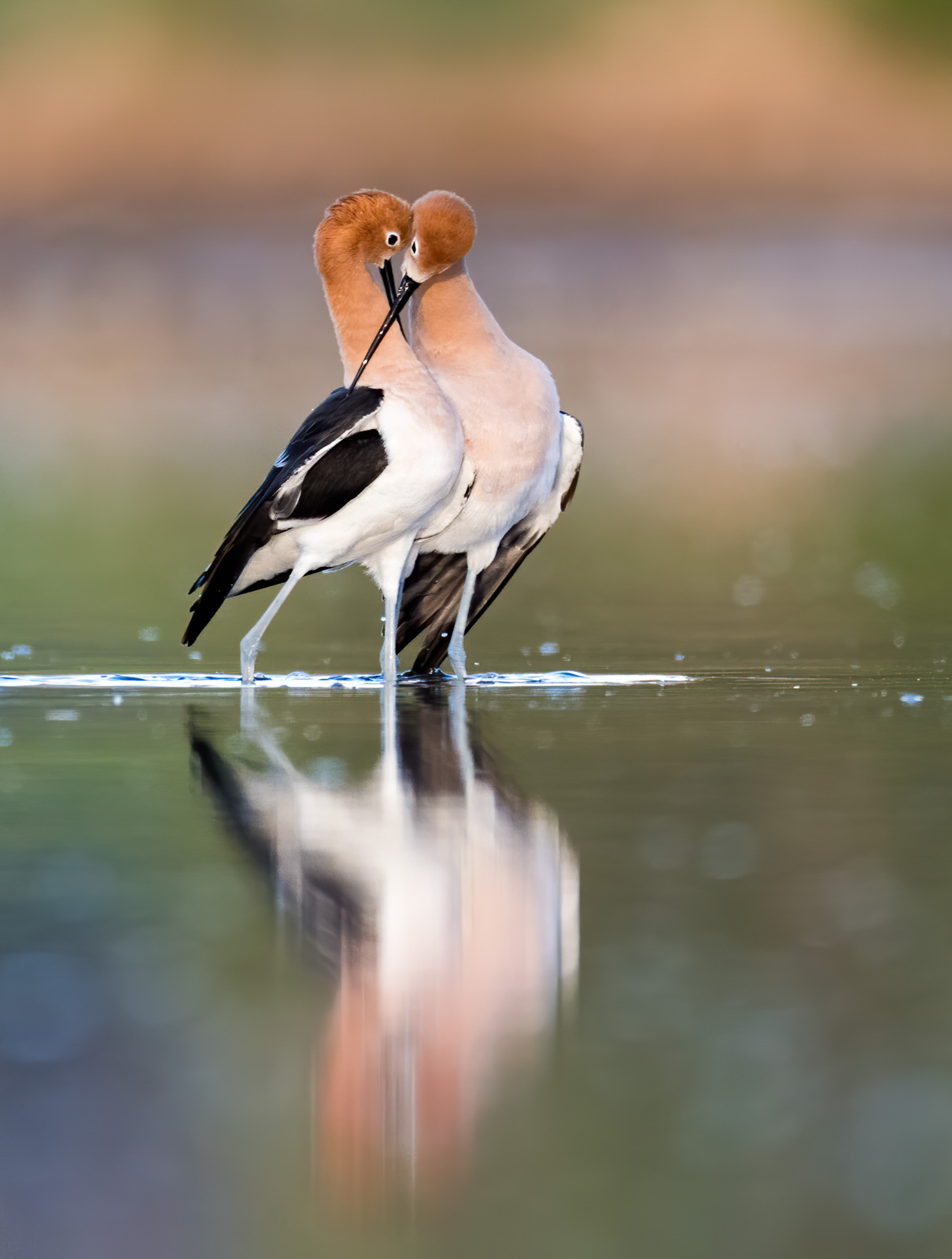 Wildlife Photography: Understanding Animal Behaviour for Better Images ...