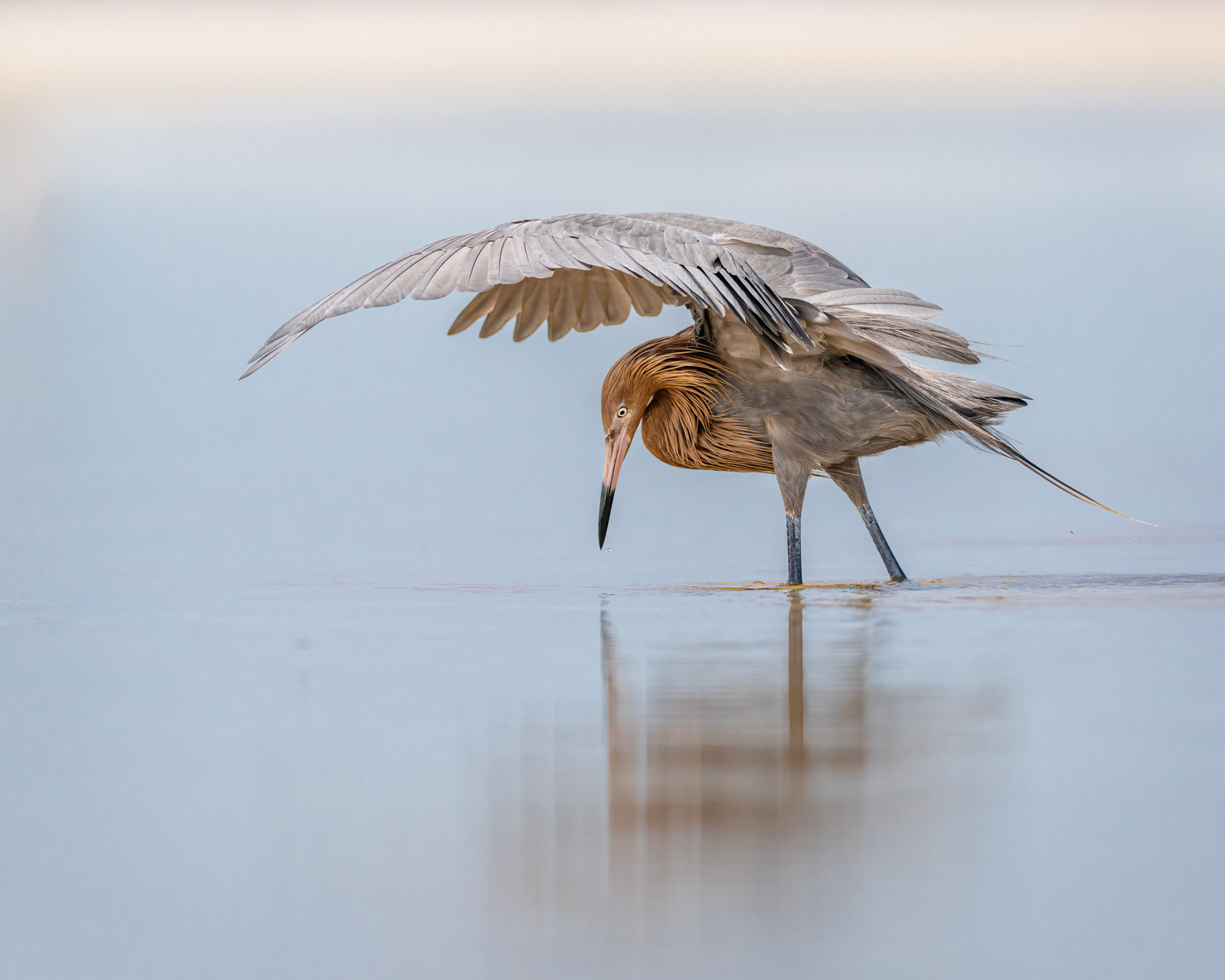 Wildlife Photography: Understanding Animal Behaviour for Better Images ...