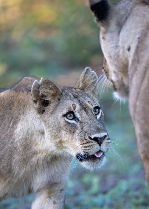 Wildlife Photography: Understanding Animal Behaviour for Better Images ...