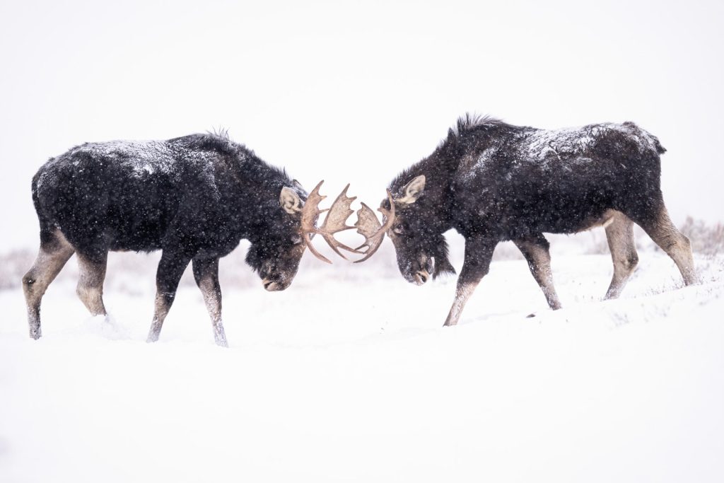 Wildlife Photography: Understanding Animal Behaviour for Better Images ...