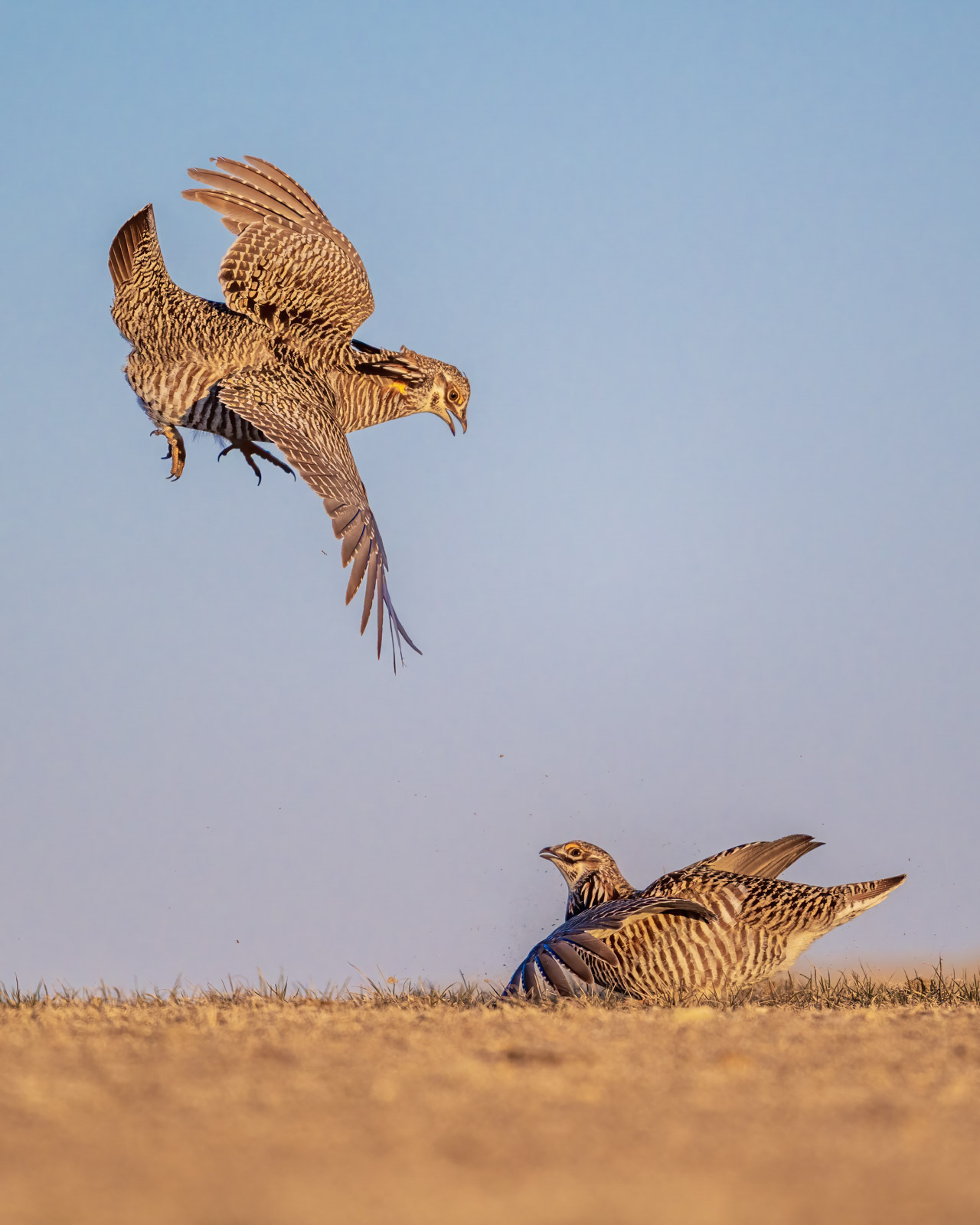 Wildlife Photography: Understanding Animal Behaviour for Better Images ...