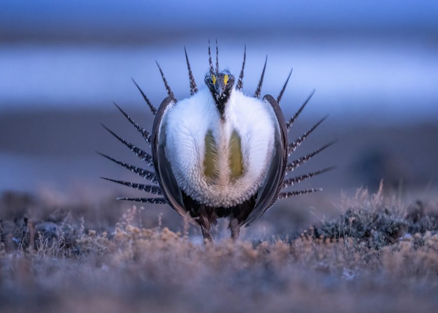 Wildlife Photography: Understanding Animal Behaviour for Better Images ...