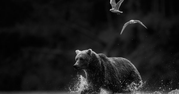 Wildlife Photography: Understanding Animal Behaviour for Better Images ...