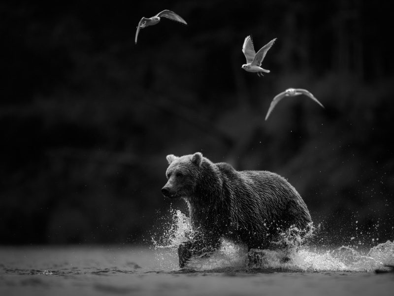 What is White Balance? - Nature TTL