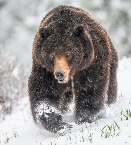 Wildlife Photography: Understanding Animal Behaviour for Better Images ...