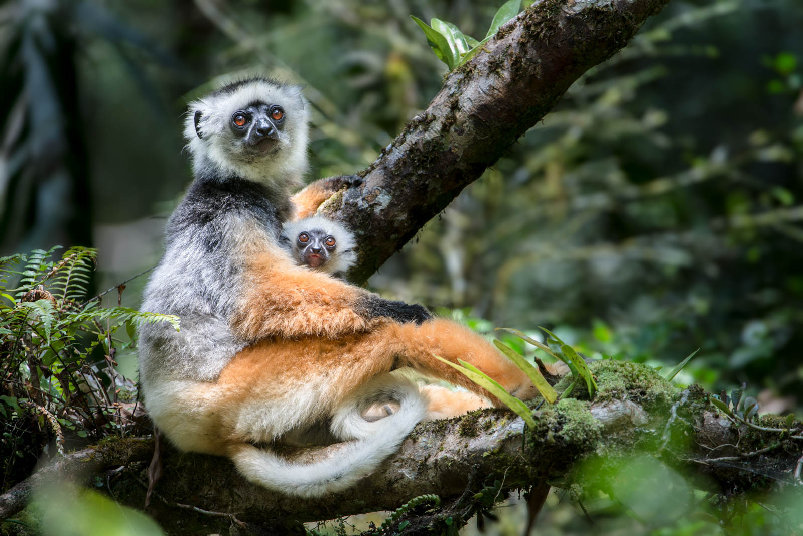 8 Best Places for Photography in Madagascar - Nature TTL