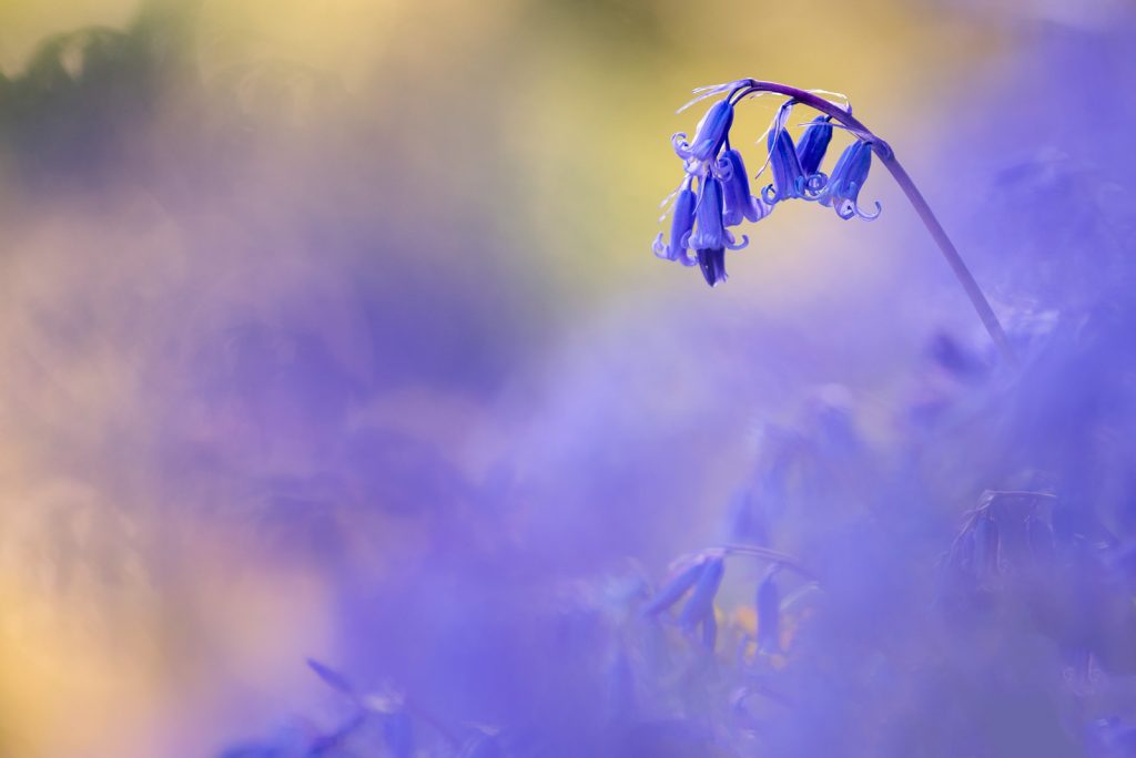 How to Use Negative Space in Macro Photography - Nature TTL