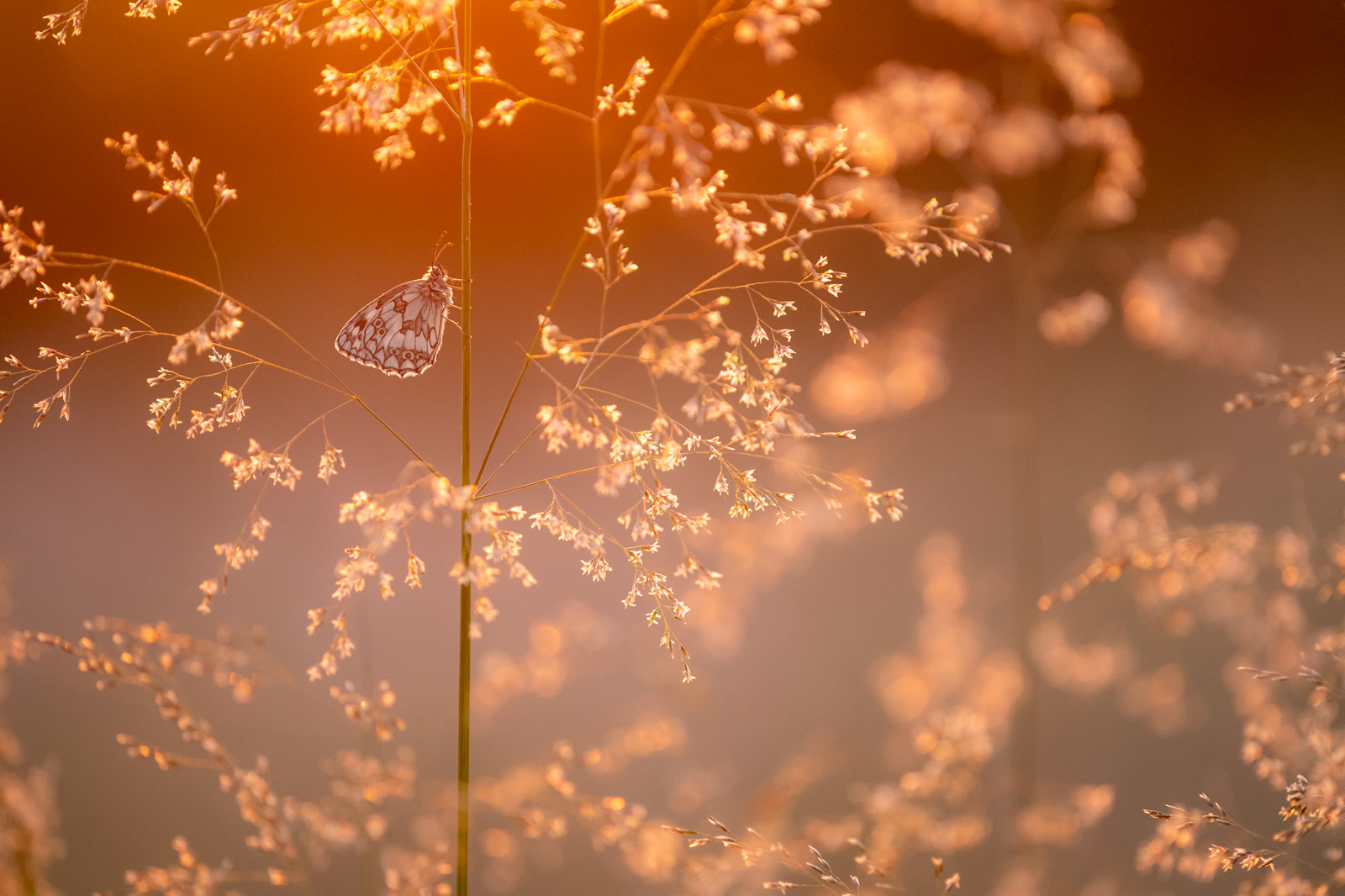 How to Use Negative Space in Macro Photography - Nature TTL