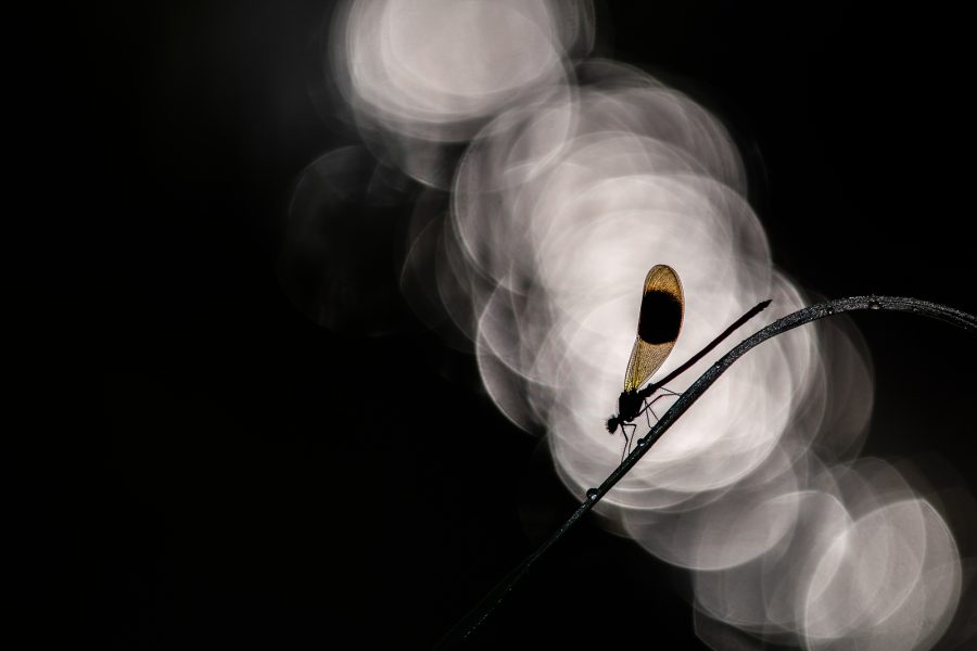 How to Use Negative Space in Macro Photography - ChinaGoSmart News Magazine