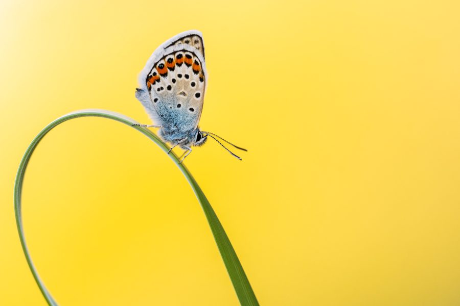 How to Use Negative Space in Macro Photography - Nature TTL
