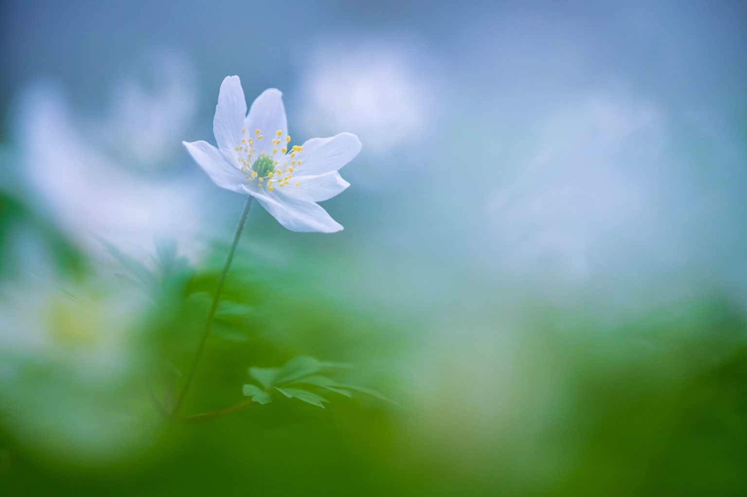 How to Use Negative Space in Macro Photography - Nature TTL