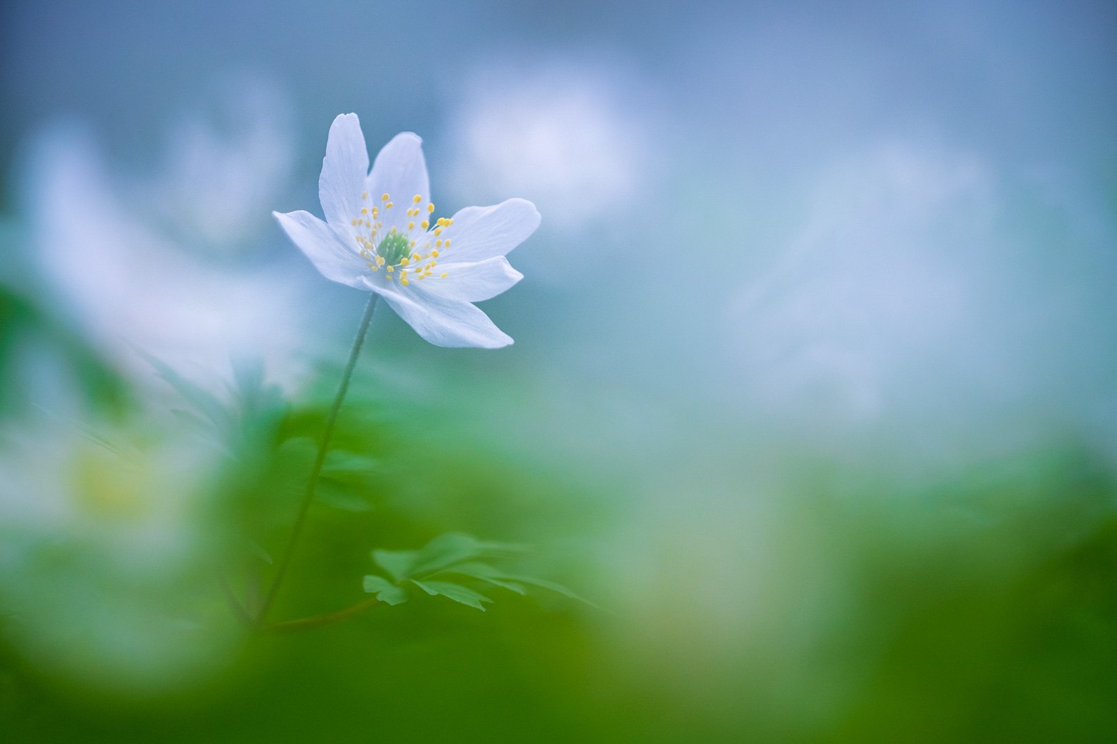 How to Use Negative Space in Macro Photography - Nature TTL