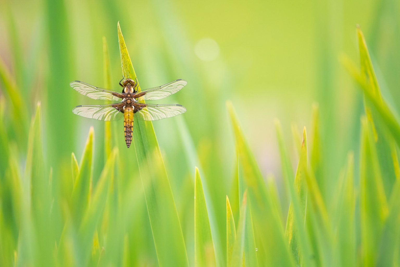 How to Use Negative Space in Macro Photography - Nature TTL