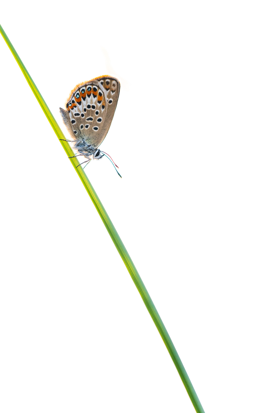 How to Use Negative Space in Macro Photography - ChinaGoSmart News Magazine