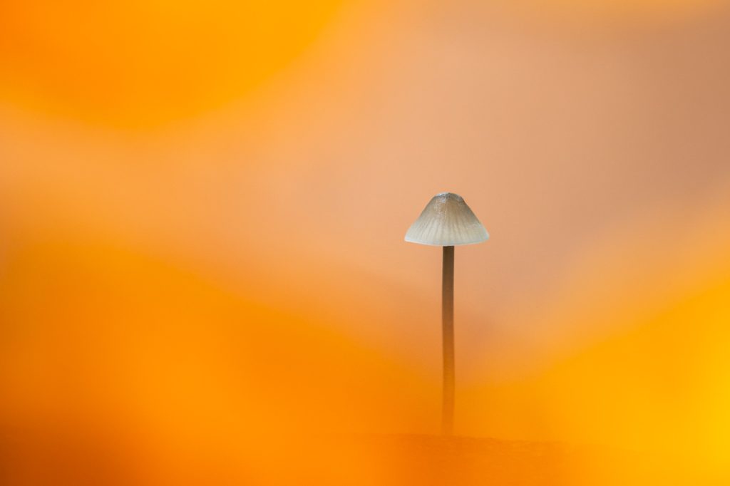 How to Use Negative Space in Macro Photography - Nature TTL