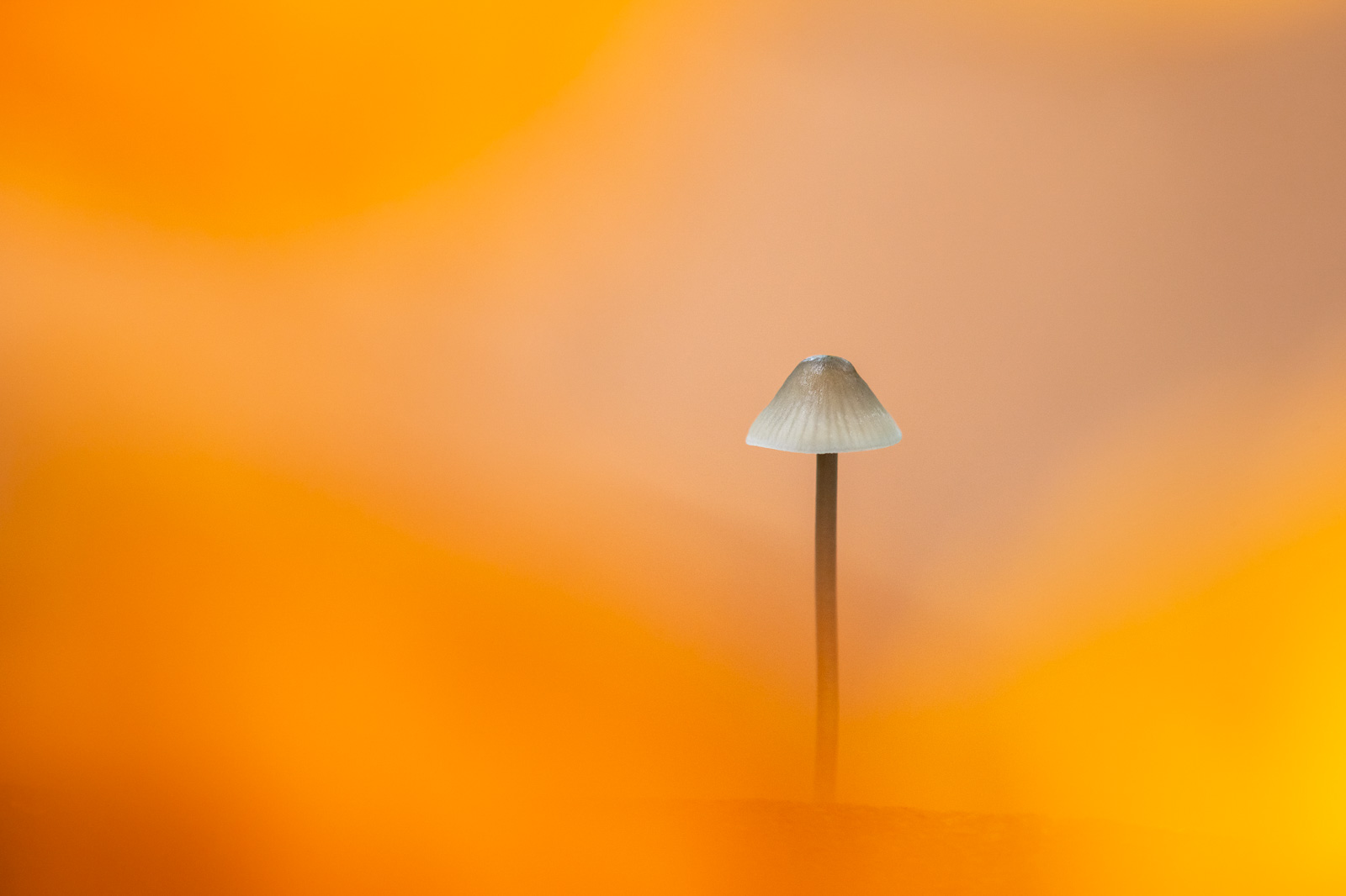 How to Use Negative Space in Macro Photography - Nature TTL