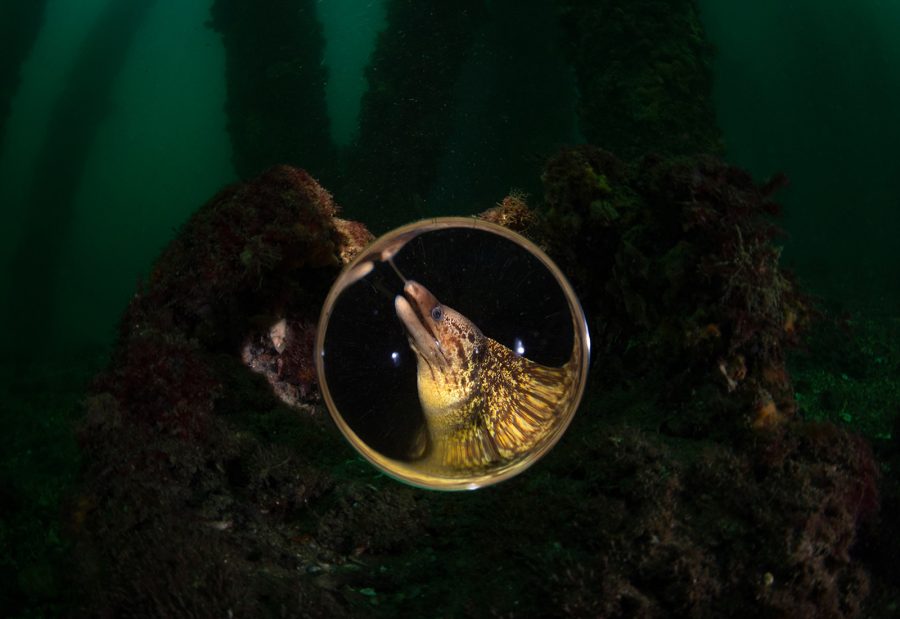A Guide to Abstract Underwater Photography - Nature TTL