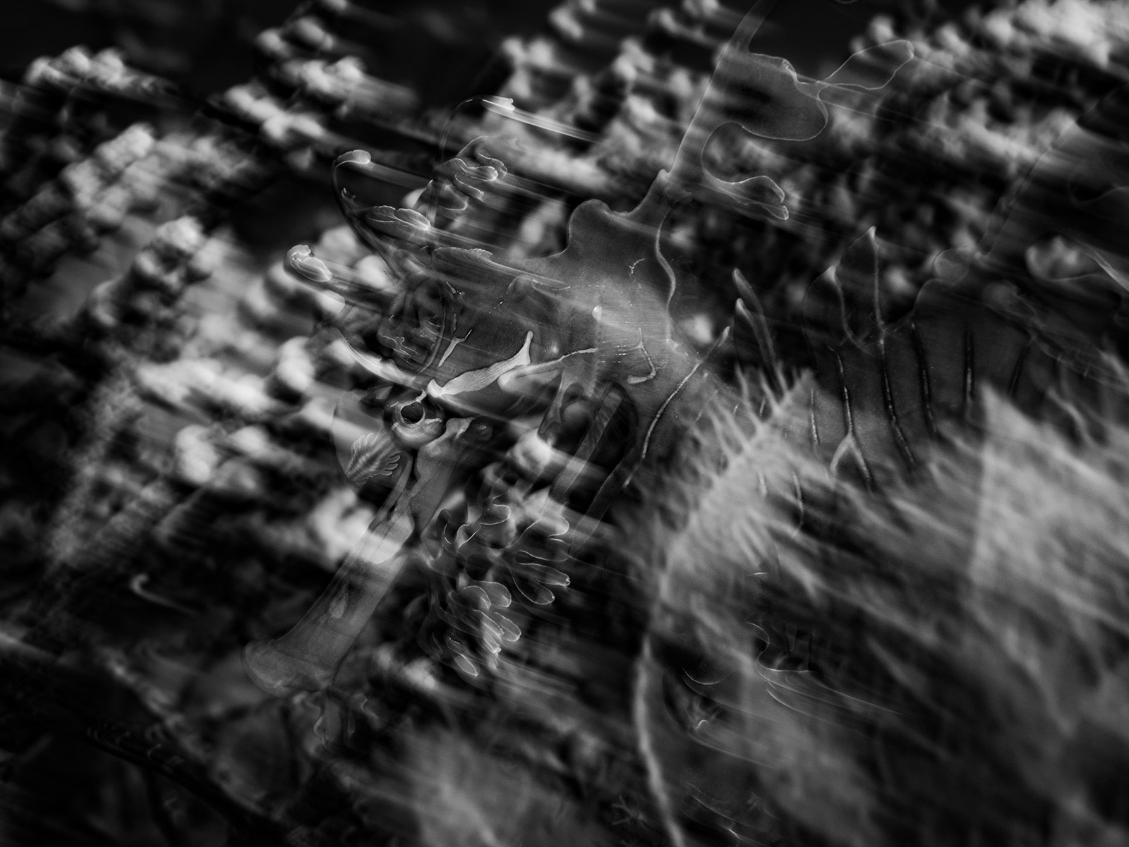 A Guide to Abstract Underwater Photography - ChinaGoSmart News Magazine
