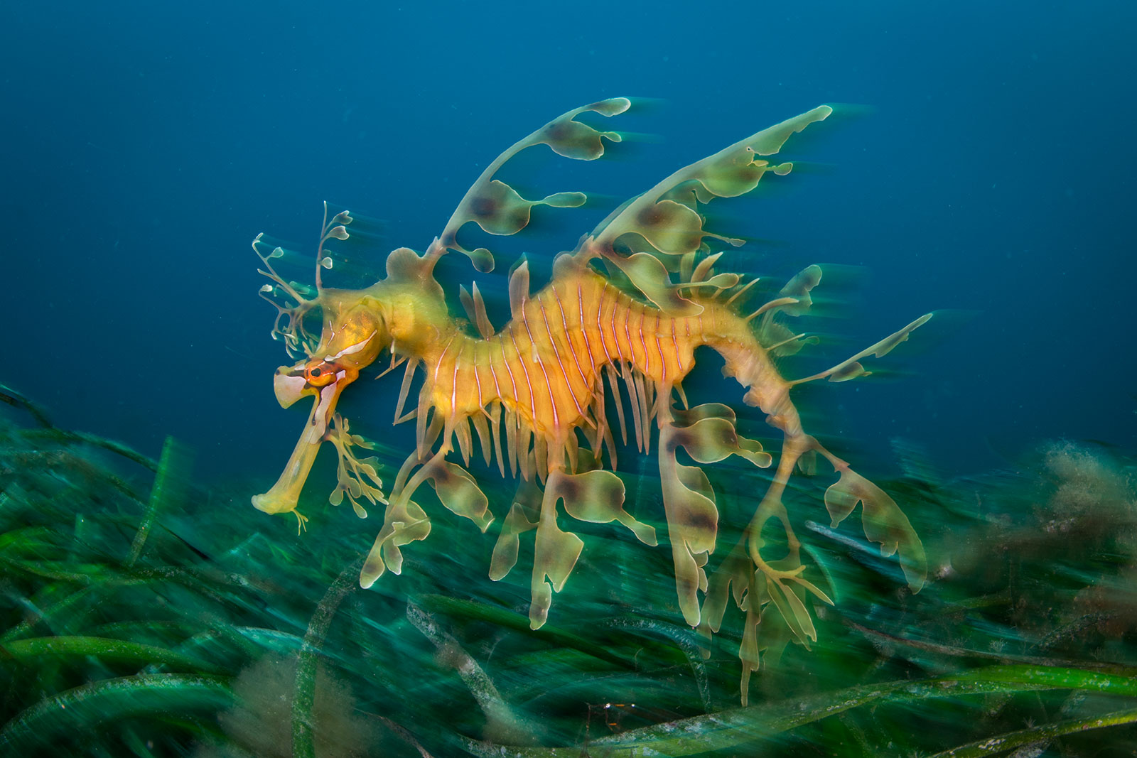 A Guide to Abstract Underwater Photography - Nature TTL