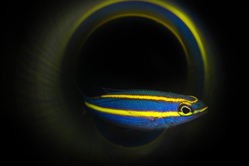 A Guide to Abstract Underwater Photography - Nature TTL