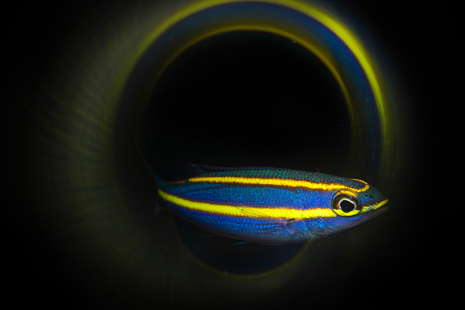 A Guide to Abstract Underwater Photography - Nature TTL
