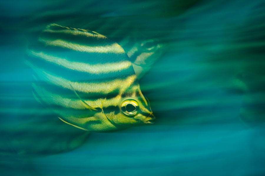 A Guide to Abstract Underwater Photography - Nature TTL