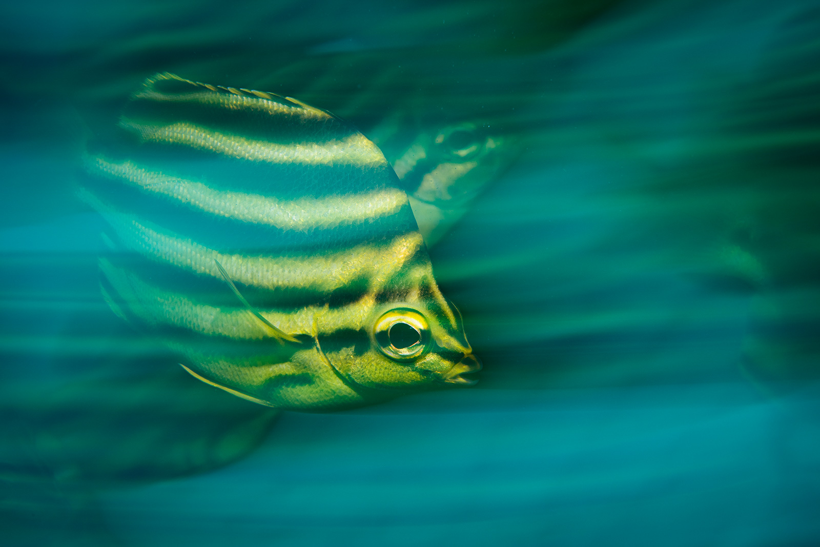 A Guide to Abstract Underwater Photography - Nature TTL