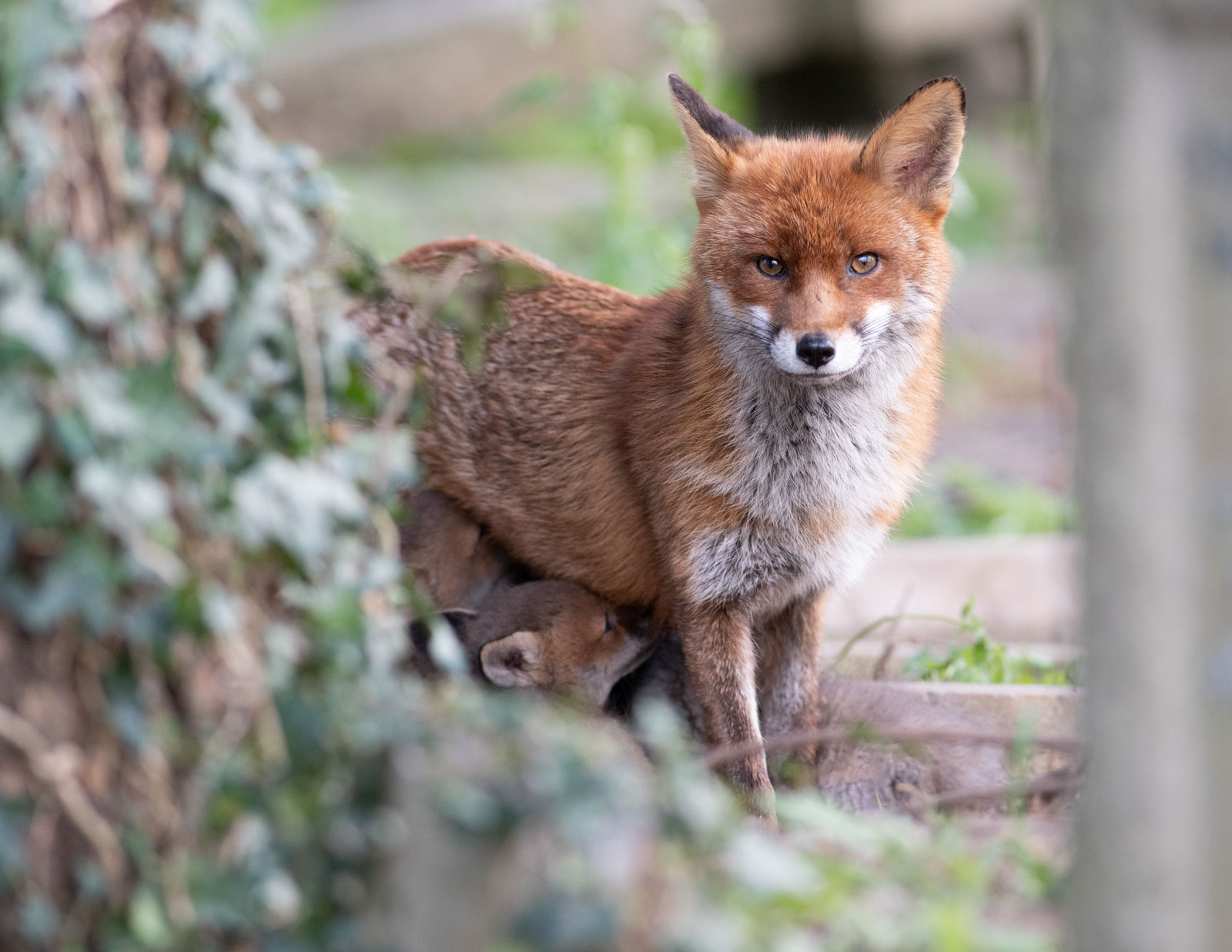 Magical Moments: Adorable Fox Caught in Dreamy Dandelion Bliss - Nature TTL