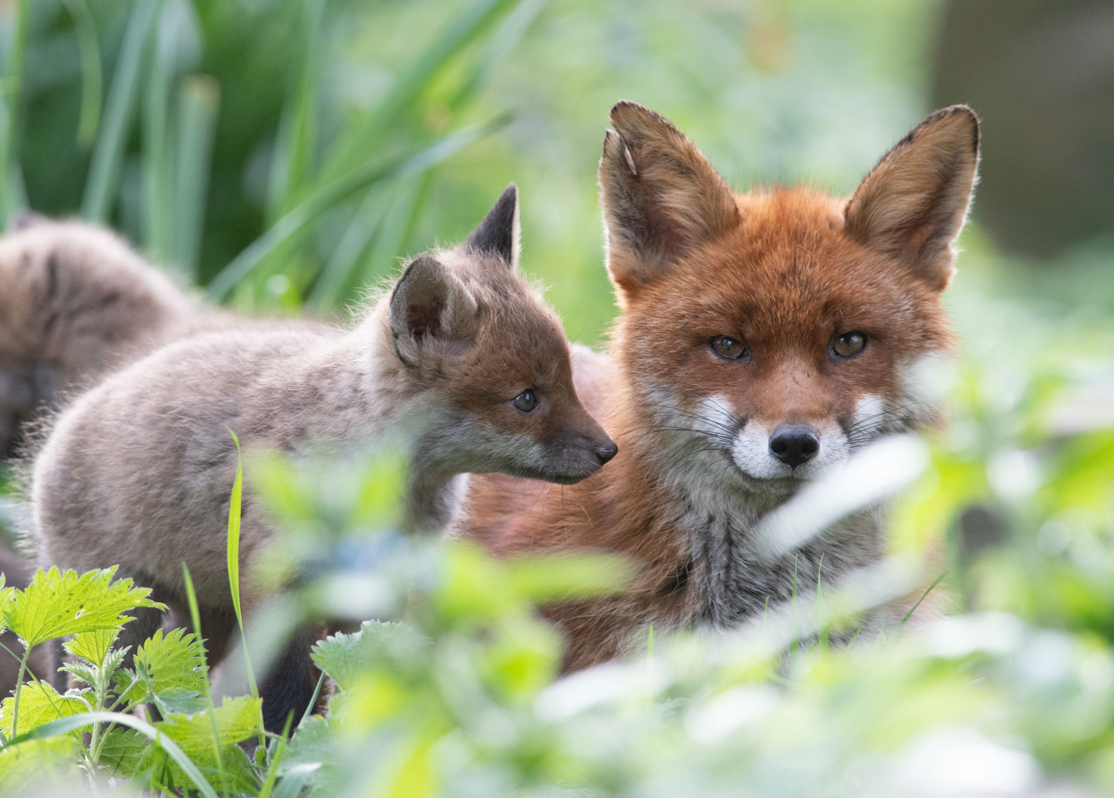 Magical Moments: Adorable Fox Caught in Dreamy Dandelion Bliss - Nature TTL
