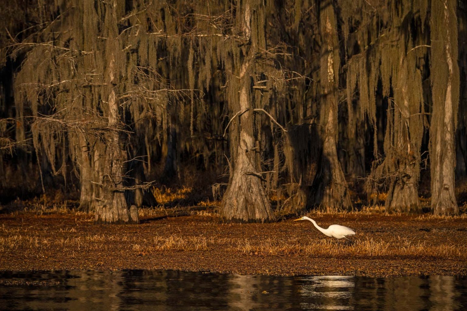 7 Best Places for Nature Photography in Louisiana - Nature TTL