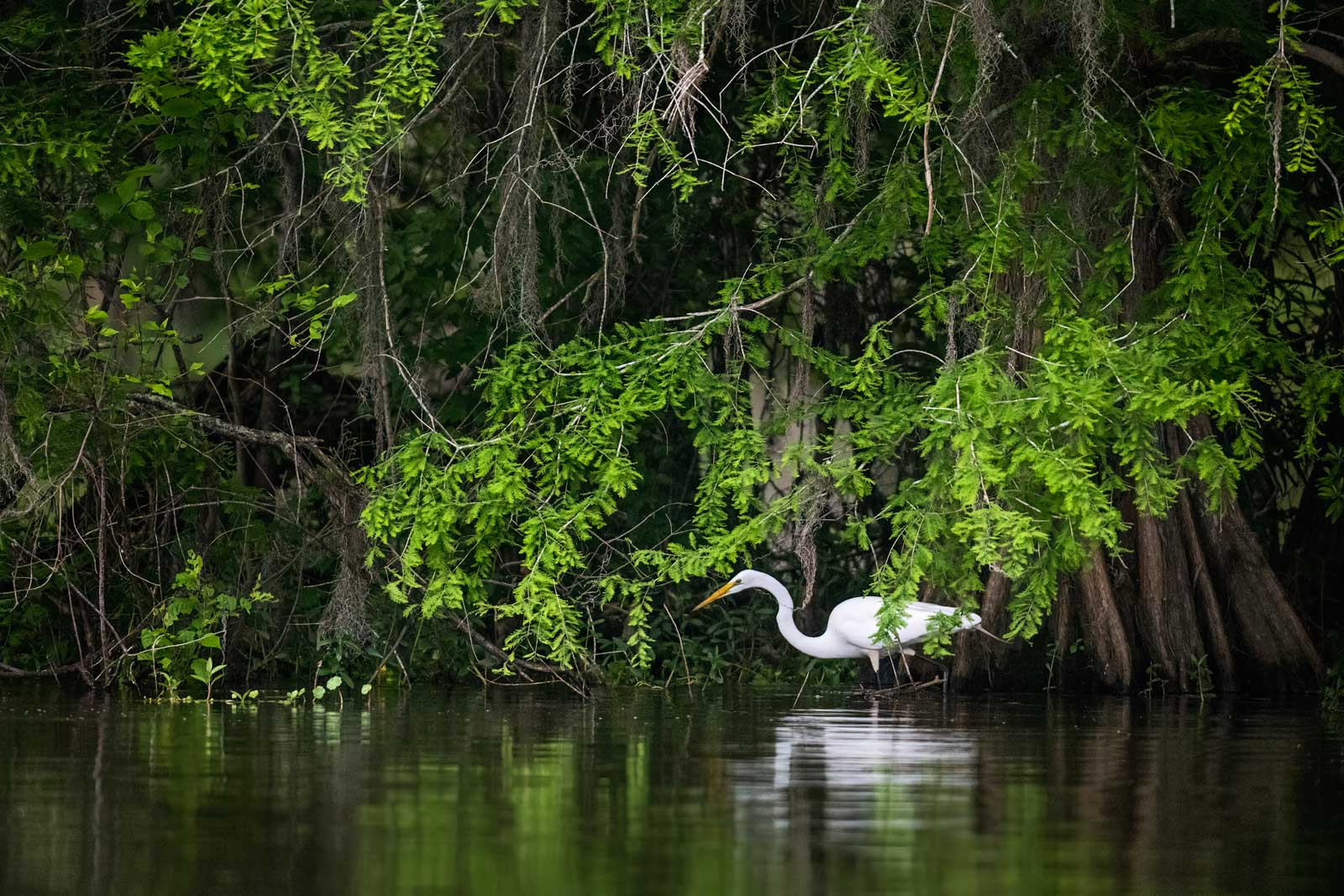 7 Best Places for Nature Photography in Louisiana - Nature TTL