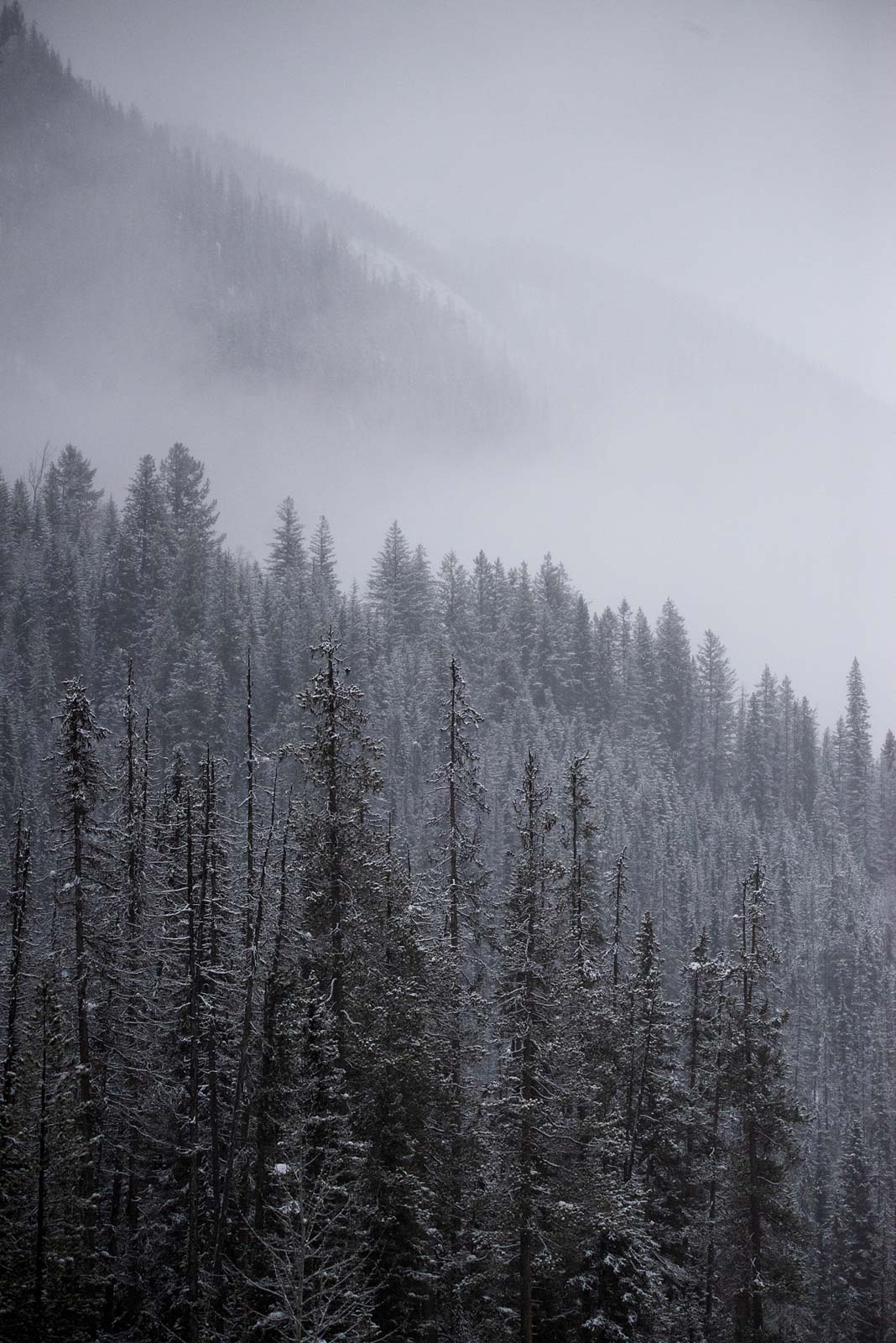 Winter Photography: Top Tips for Taking Photographs of Winter - Nature TTL