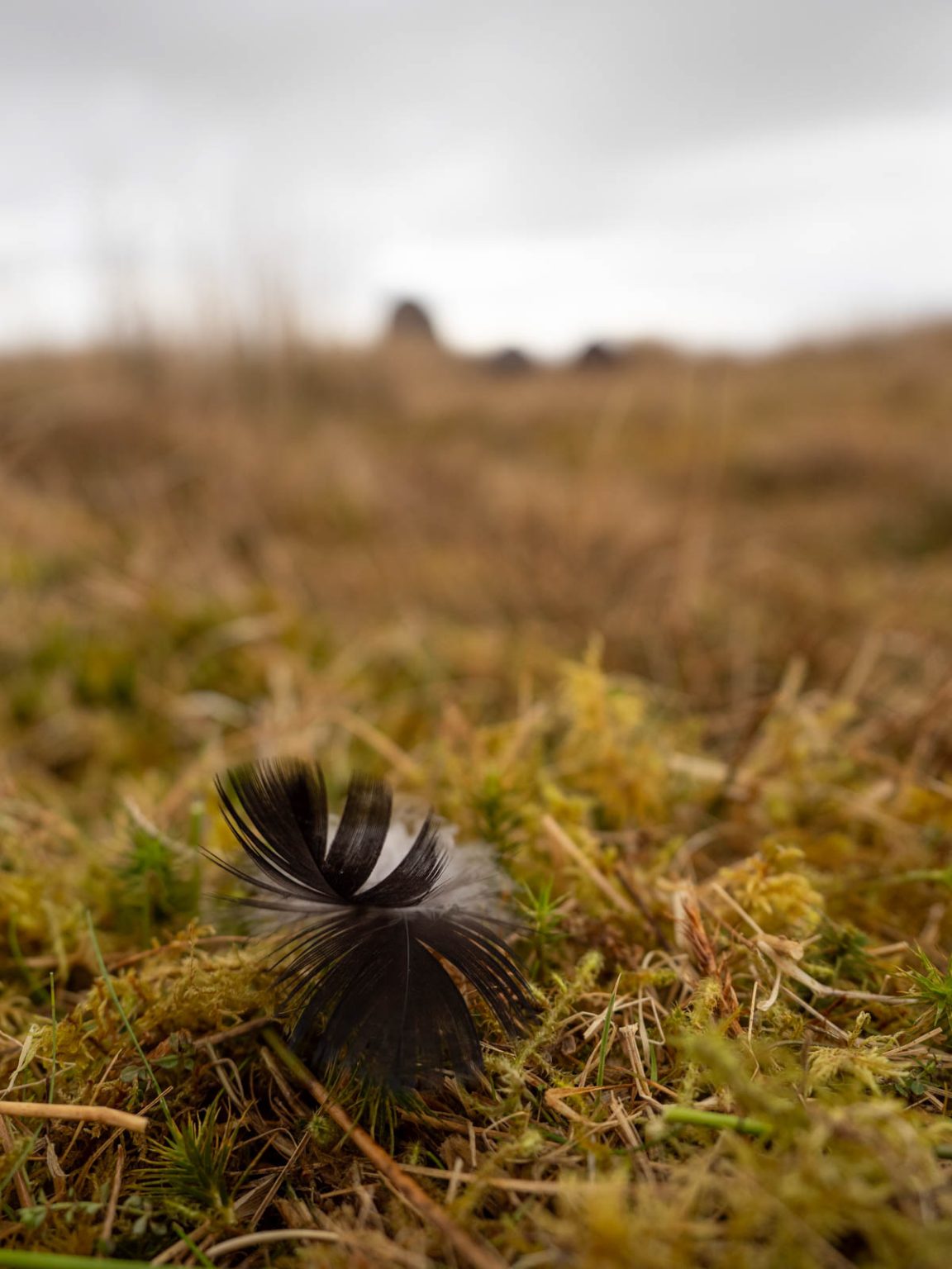 How to Photograph the Black Grouse Lek - Nature TTL