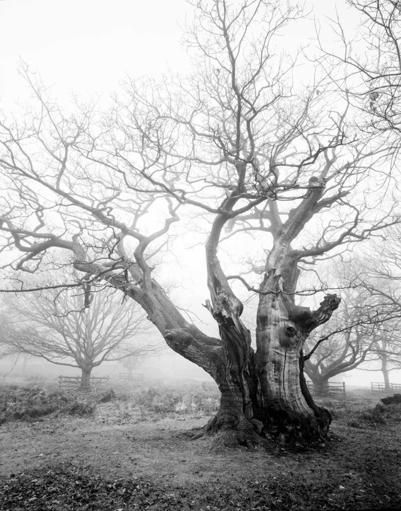 How to Get Started in Large Format Film Camera Landscape Photography ...