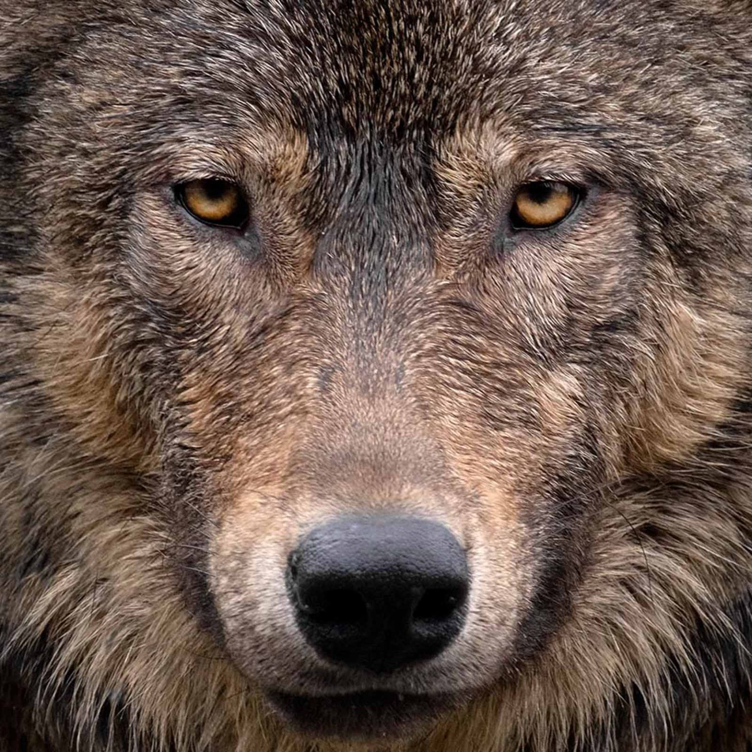 Michelle Valberg: From Amateur to Professional - Nature TTL