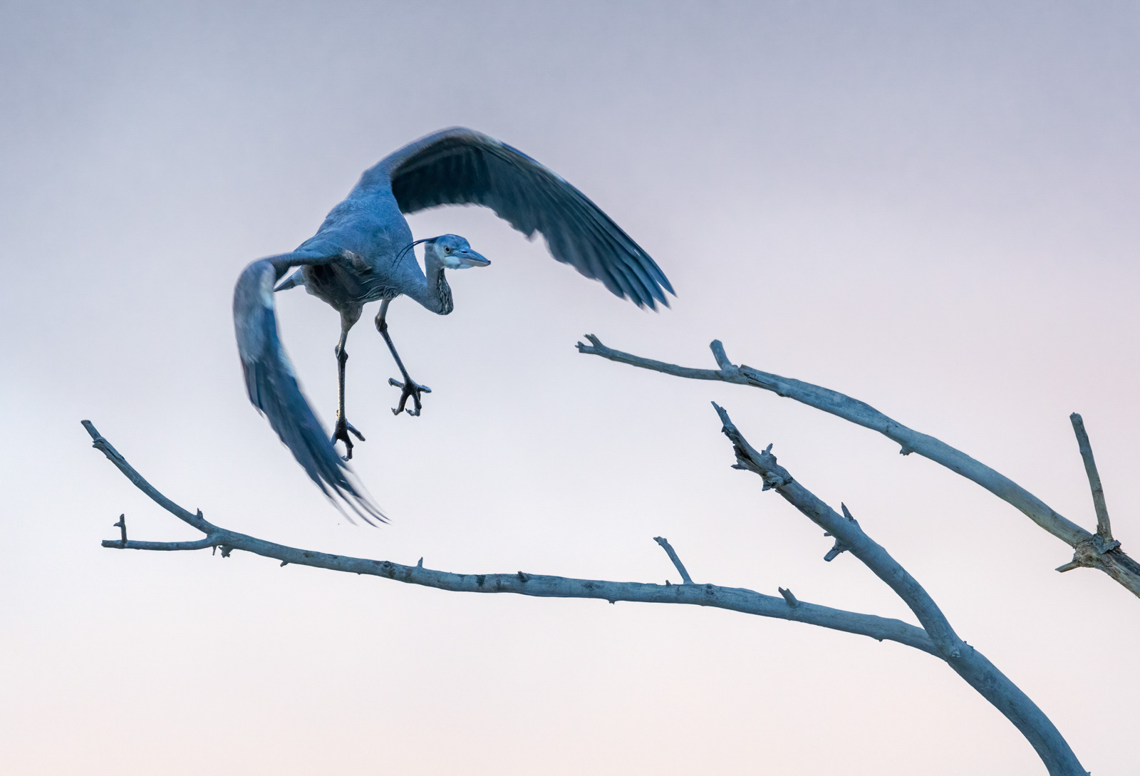 The Essential Guide to Composition in Bird Photography - Nature TTL