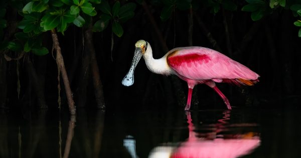 The Essential Guide to Composition in Bird Photography - Nature TTL
