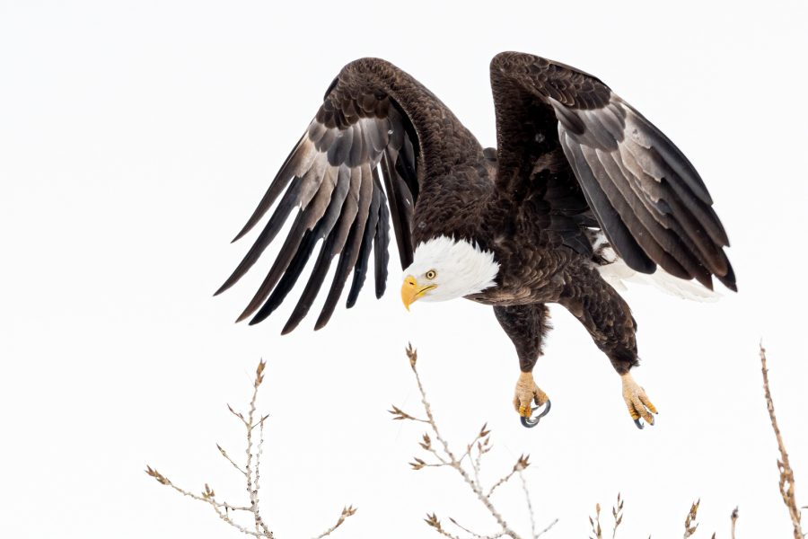 The Essential Guide to Composition in Bird Photography - Nature TTL